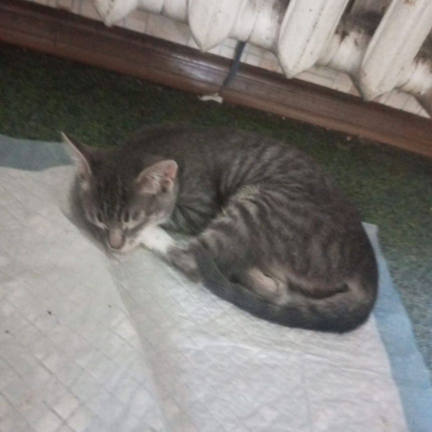 Домашние животные, кошечка