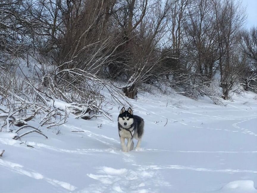 Сибирский хаски