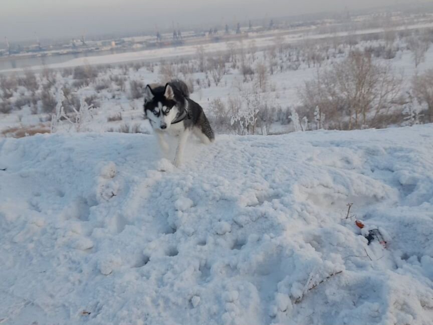 Сибирская хаска девять месяцев