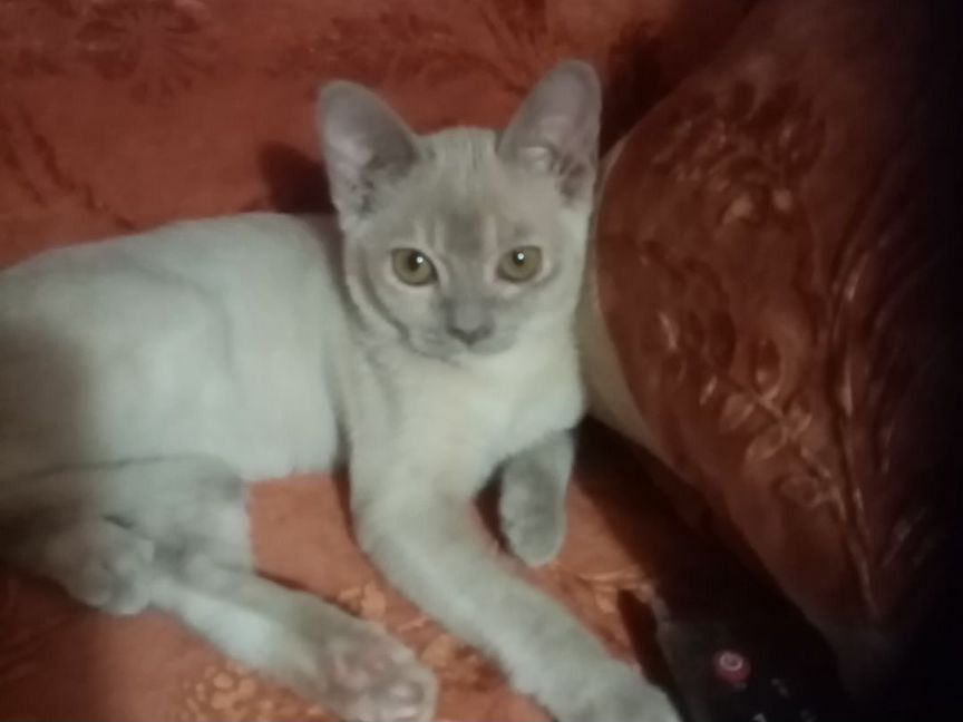 Бурманская кошечка