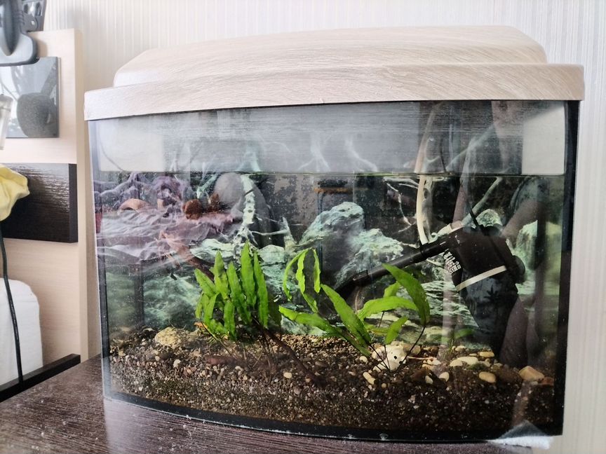 Аквариум с растениями, фильтром