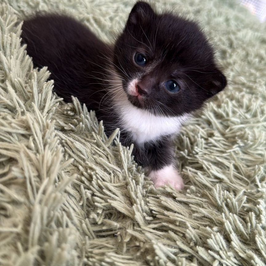 Котенок, 1 месяц, домашняя, все умеет