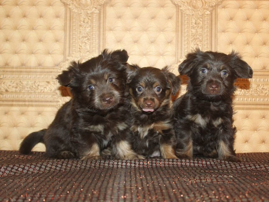 Маленькие шоколадки