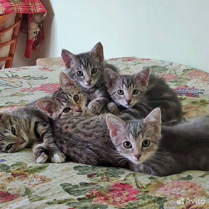 Очень красивые котята, мальчики и девочки в дар