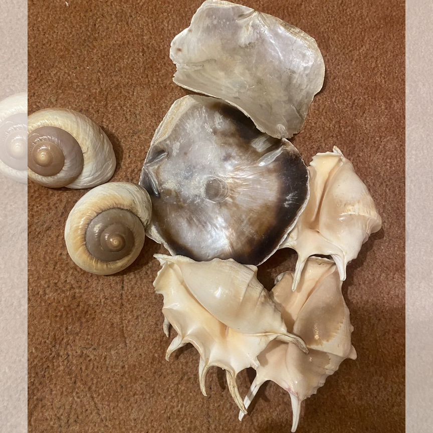 Набор ракушек