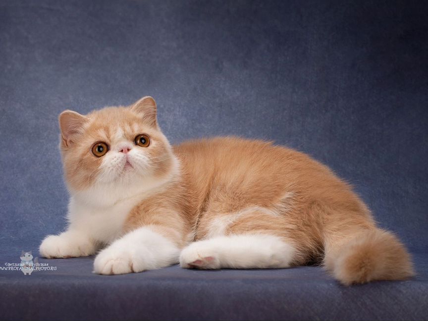 Экзотический котик