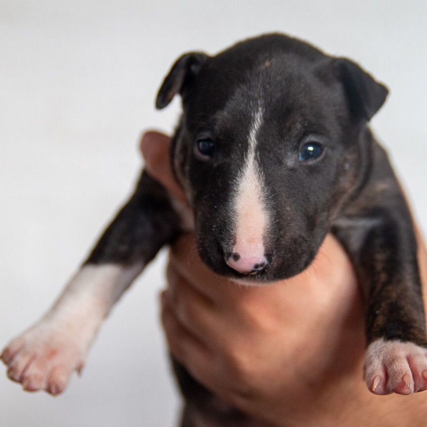 Бультерьер, щенок