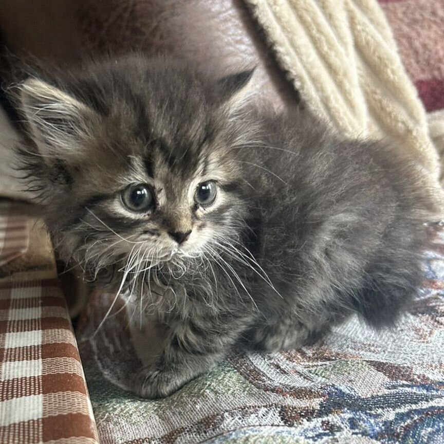 Котята в добрые руки бесплатно