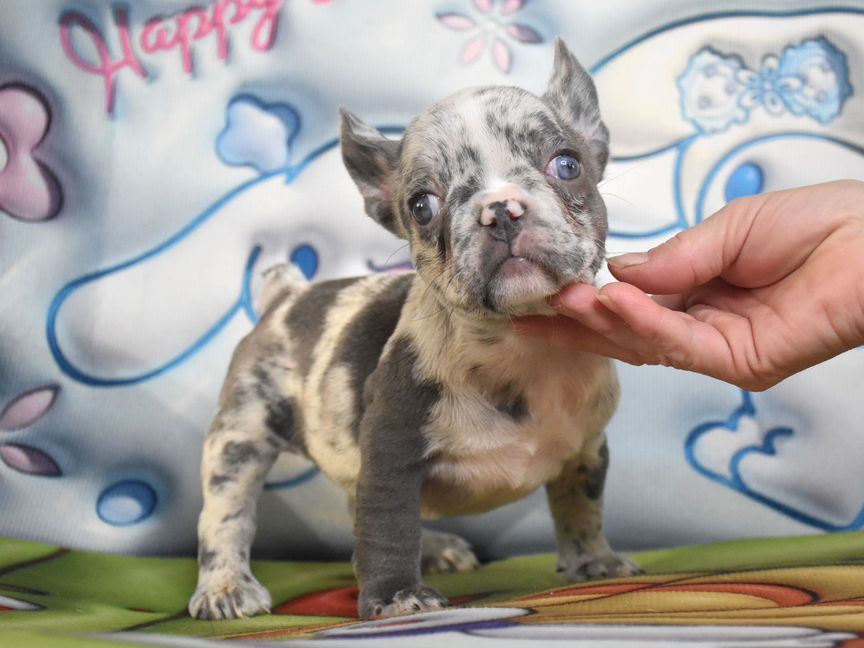 Не земная красота, лиловая девочка