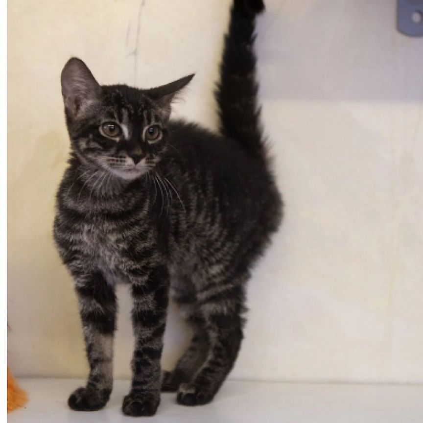 Взрослый кот в добрые руки