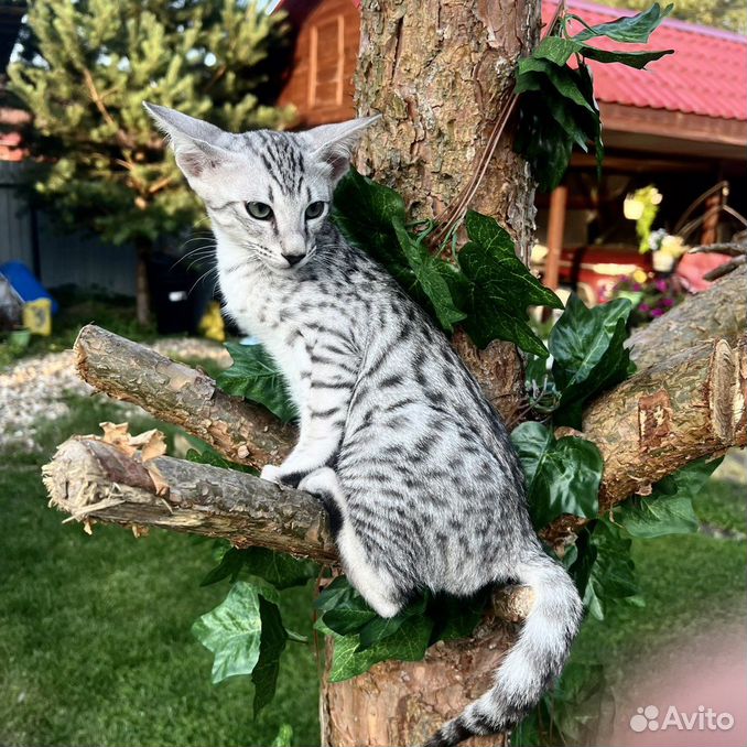 Саванна ф5 серебро