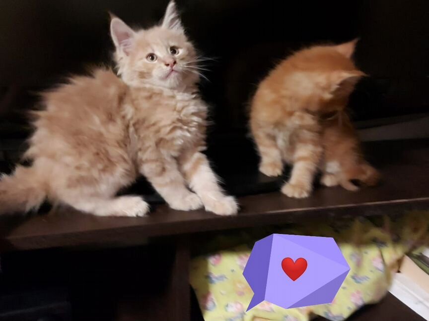 Разные Мейн-Кунчики