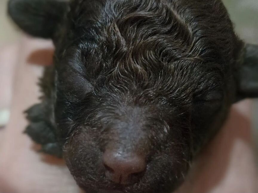 Пудель миниатюрный, той, коричневый