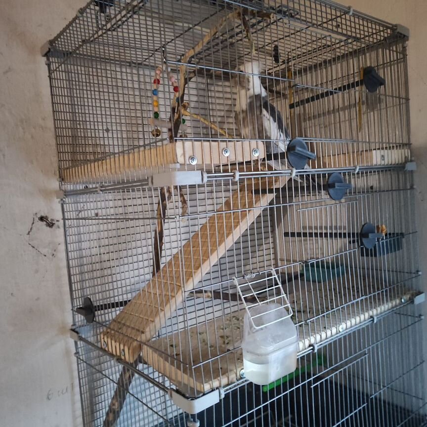 Попугай корелла с клеткой