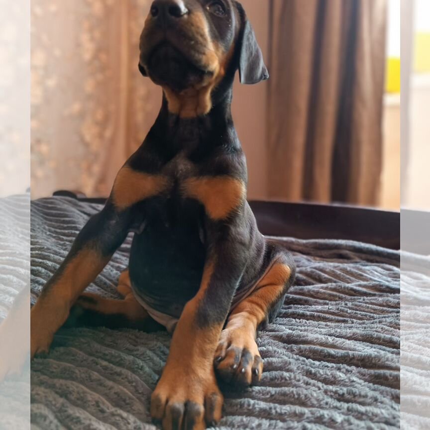 Щенки добермана