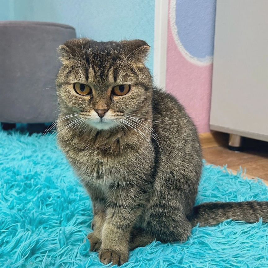 Лучана в добрые руки