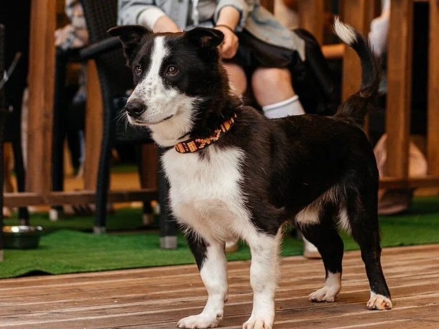 Метис корги Аким