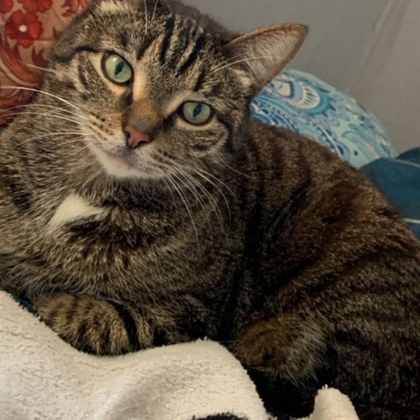 Кошка