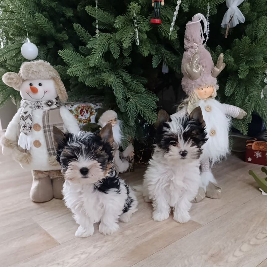 Бивер-йоркширский терьер, щенок