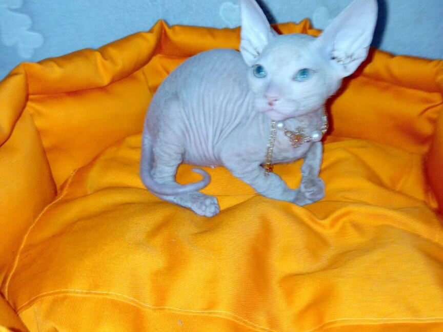 Донской сфинкс