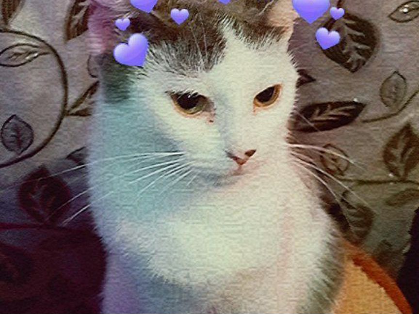 Кошка в дар