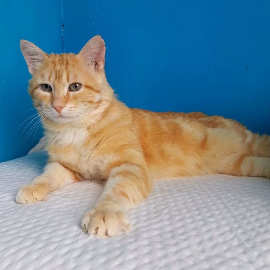 Апельсинчик Гоша верит в чудо