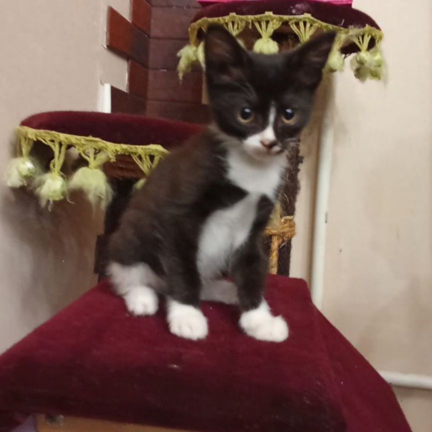 Котеночек