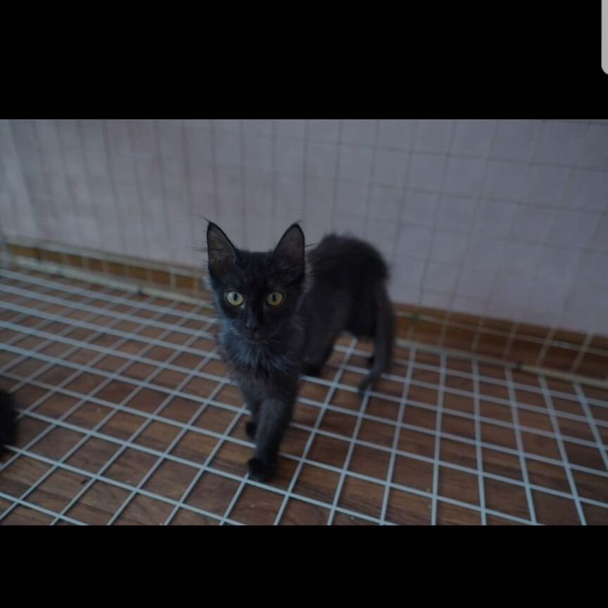 Кошечка предки явно породистые