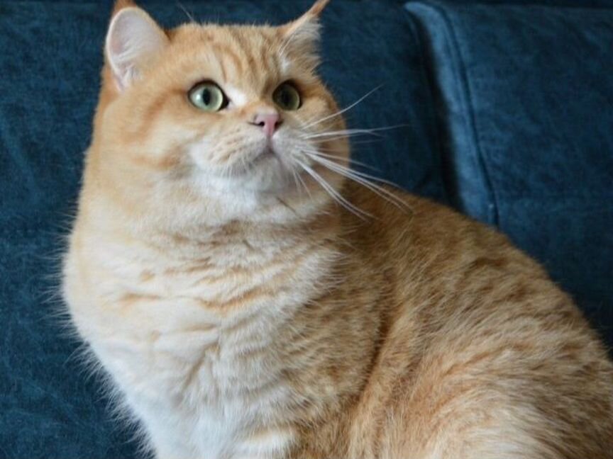Котята золотая шиншилла