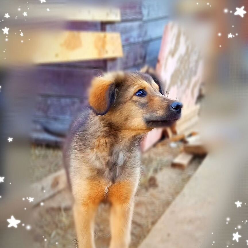 Щенок ищет дом