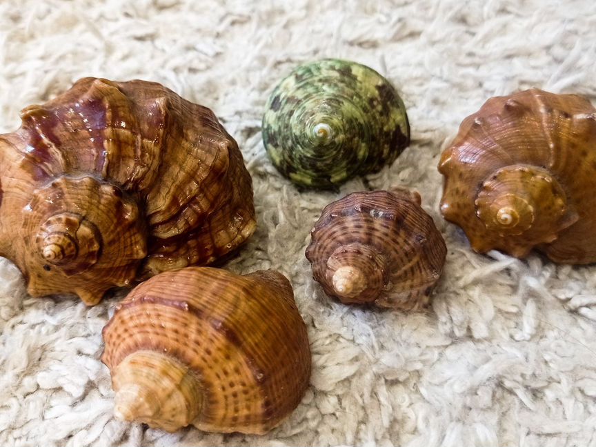 Морские ракушки раковины