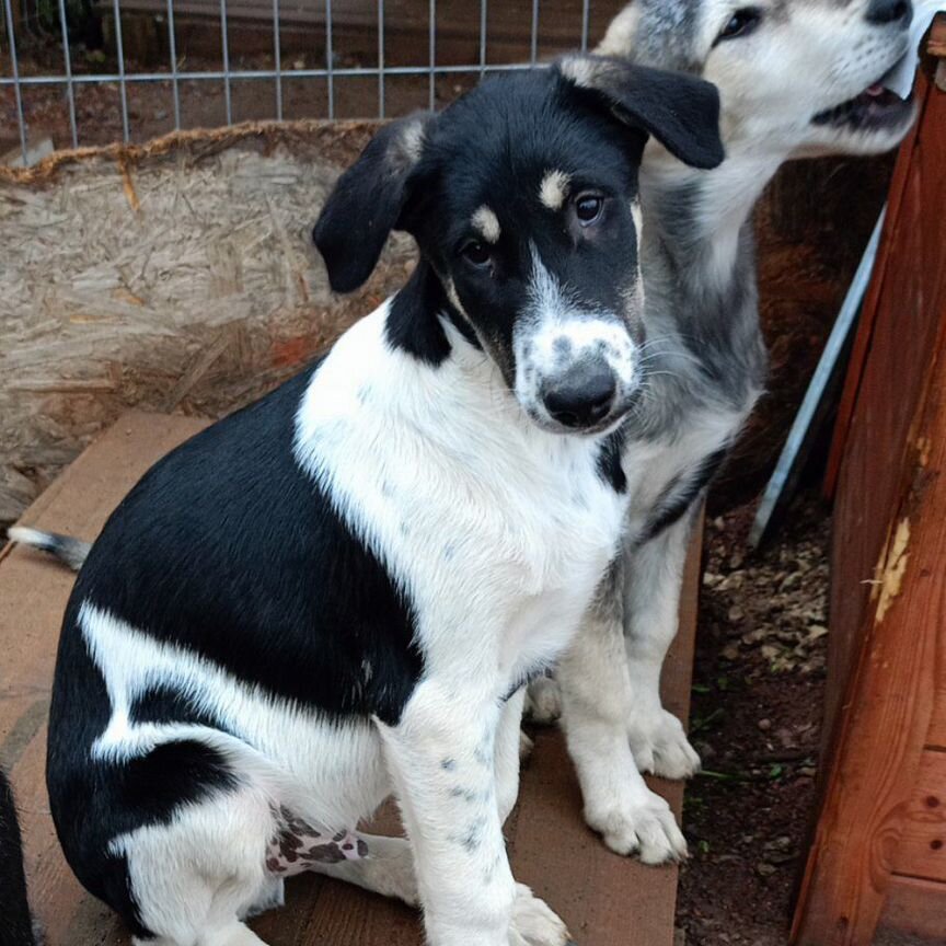 Милый щенулька ищет дом в добрые руки