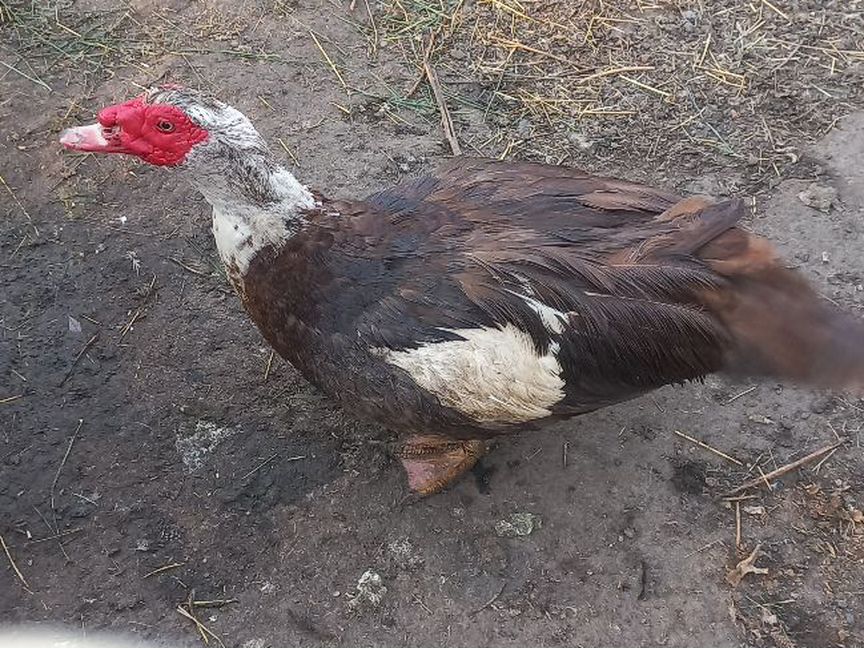 Утки красный бык