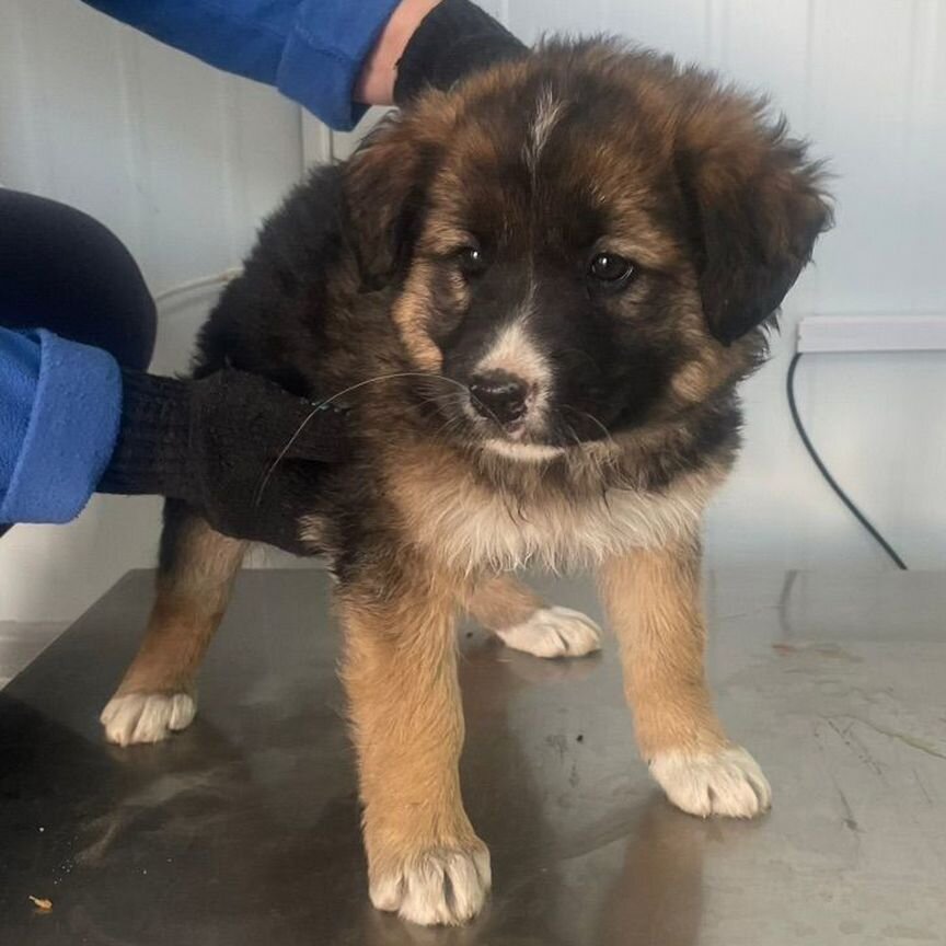 Щенок в добрые руки