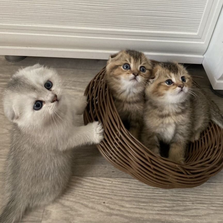 Шотландские вислоухие котята