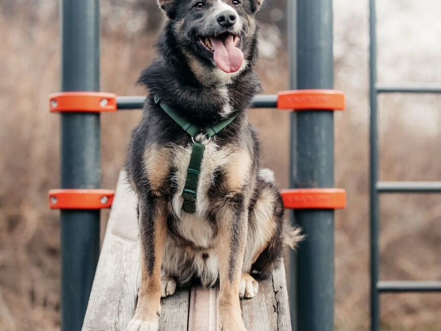 Собака в добрые руки