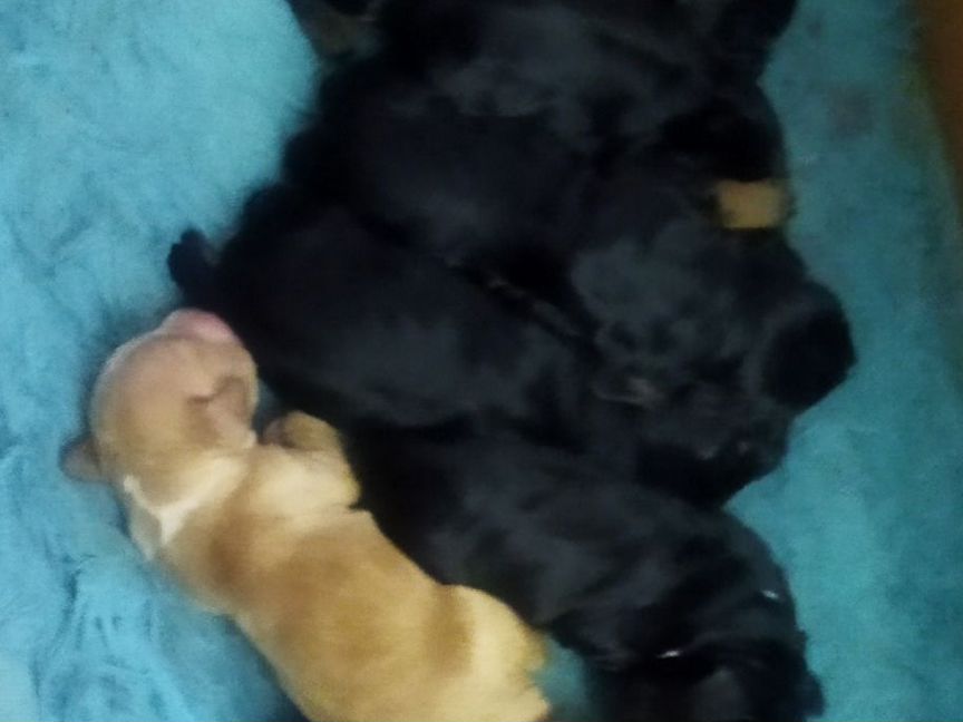 Собаки щенки кокер спаниель