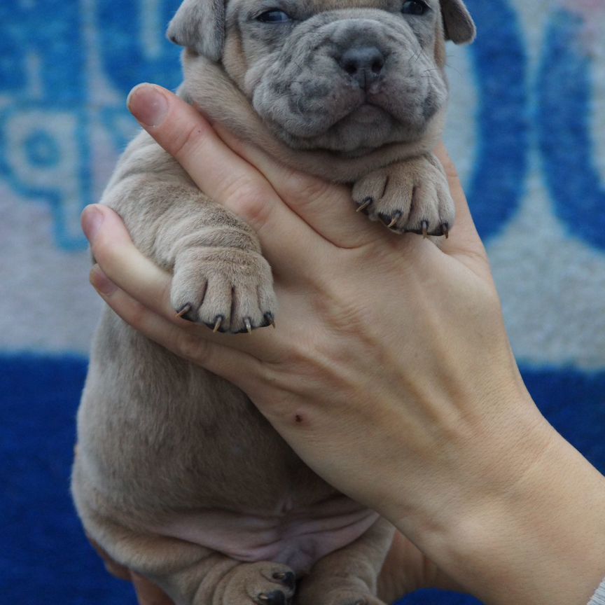Американский булли крутой мальчик В мерле окрасе