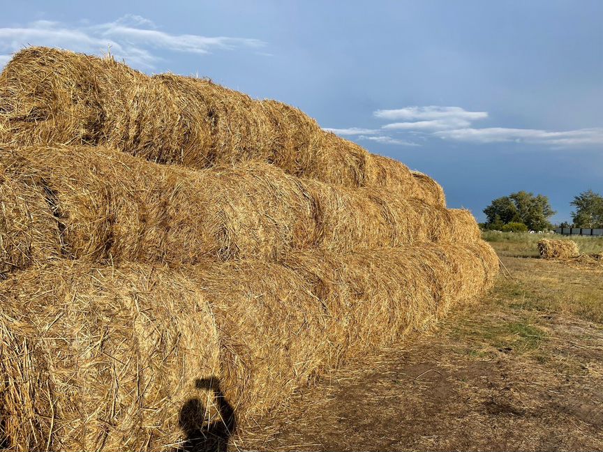 Сено в рулонах