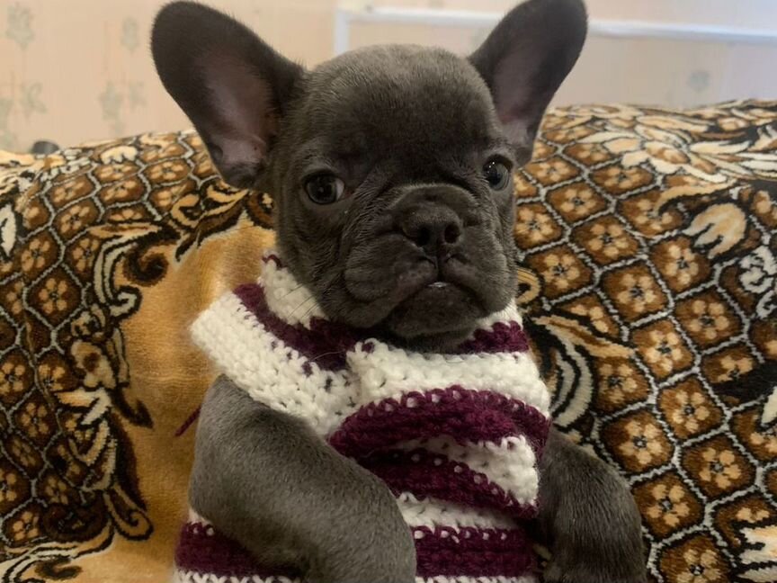 Французуие булочки