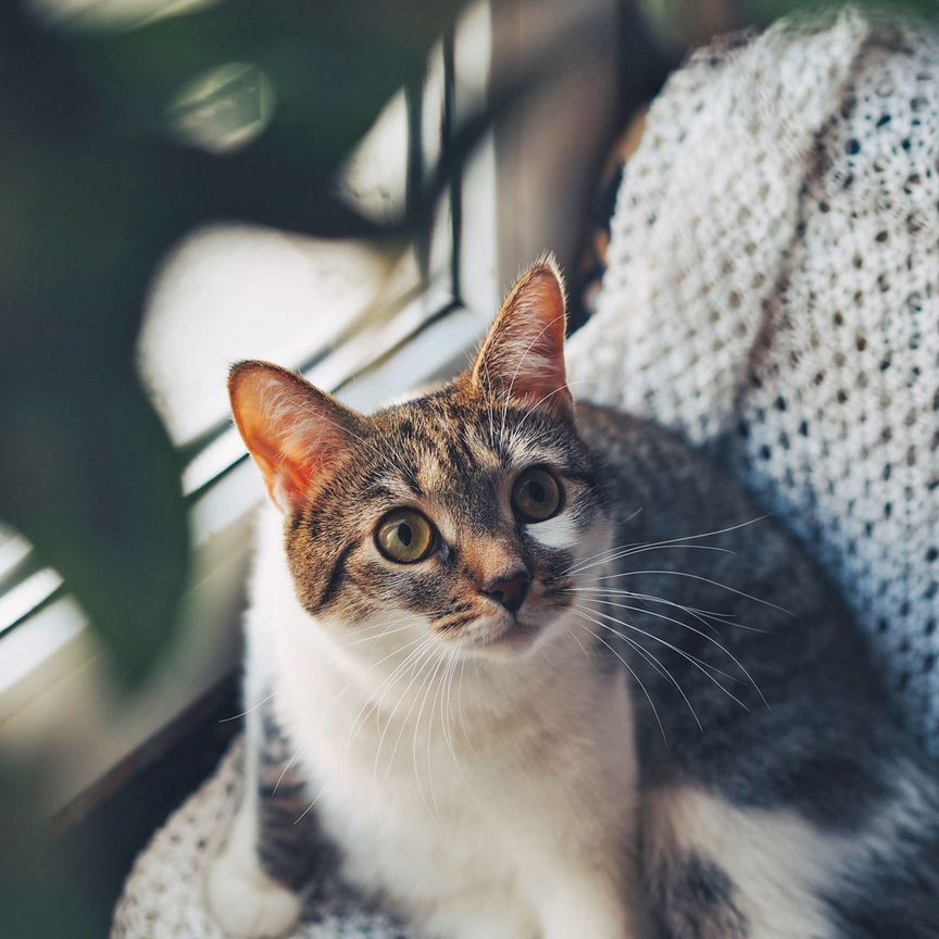 Молодая кошечка в печали