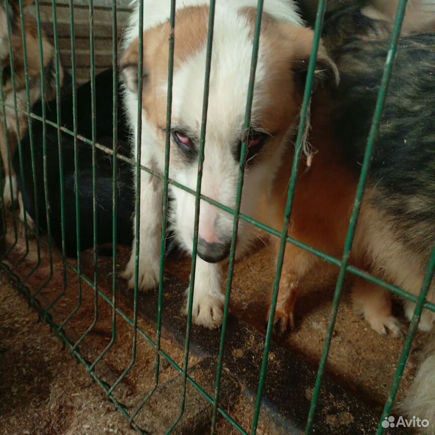 Так выглядит отчаяние