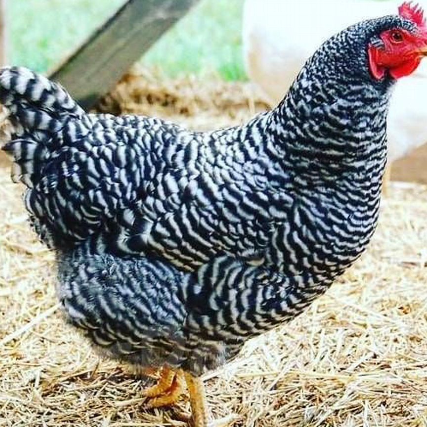 Куры молодки, доминант