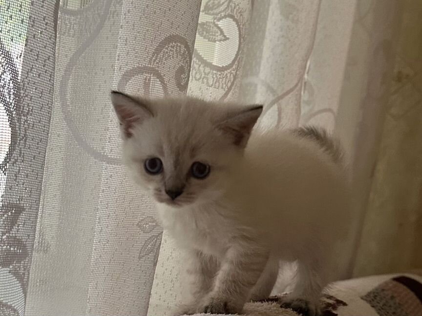 Шотландские котята