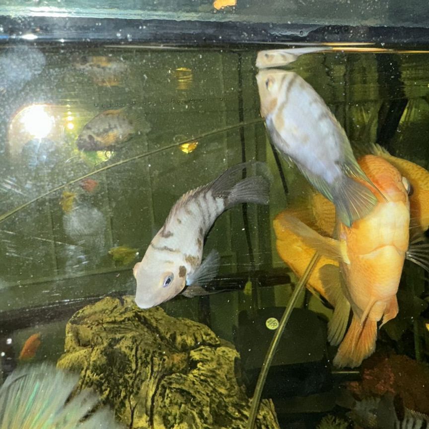 Рыба цихлиды