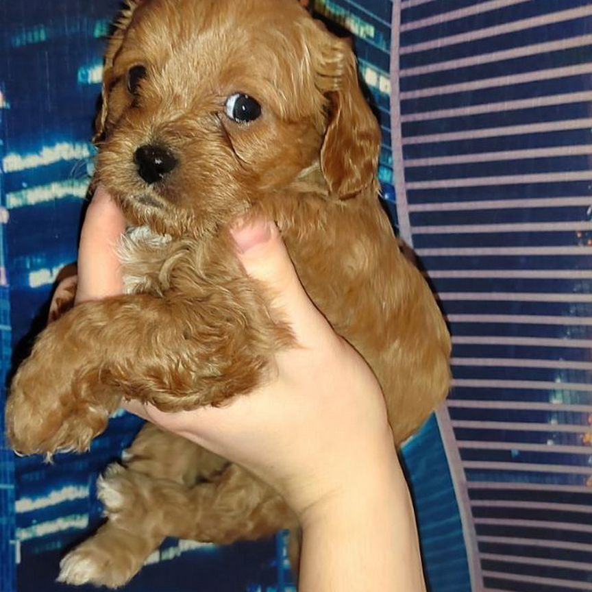 Той-пудель девочка