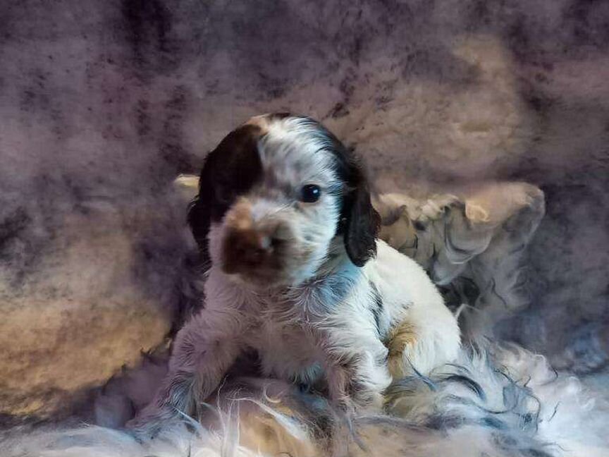 Щенок русского спаниеля