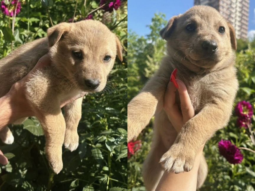 Щенки мёрзнут на улице