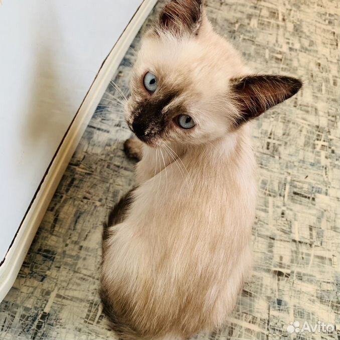 Сиамские кошечка бесплатно