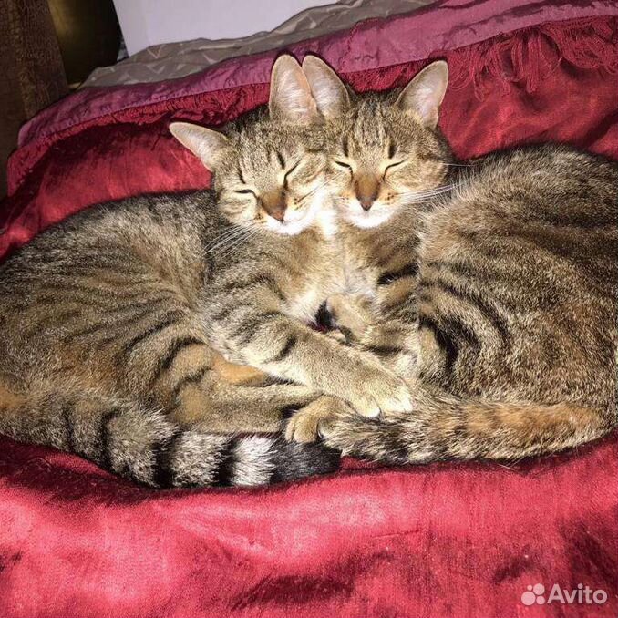 Мама нас выкидывают